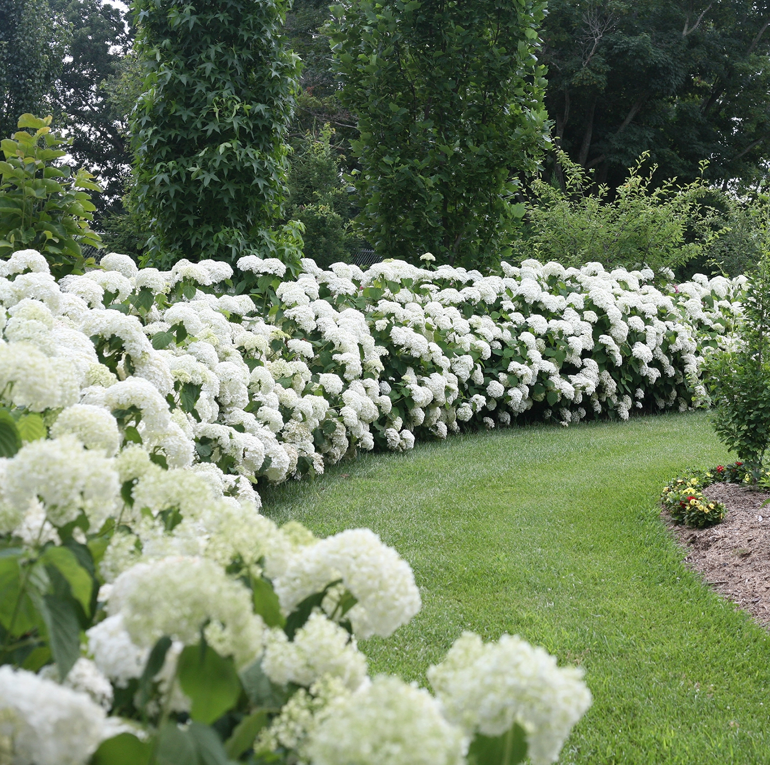 annabelle hydrangea strong