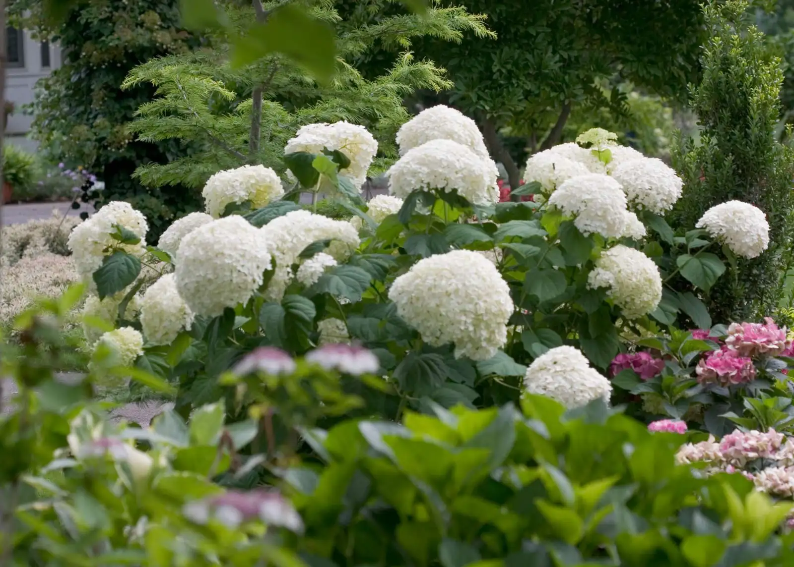 annabelle hydrangea strong