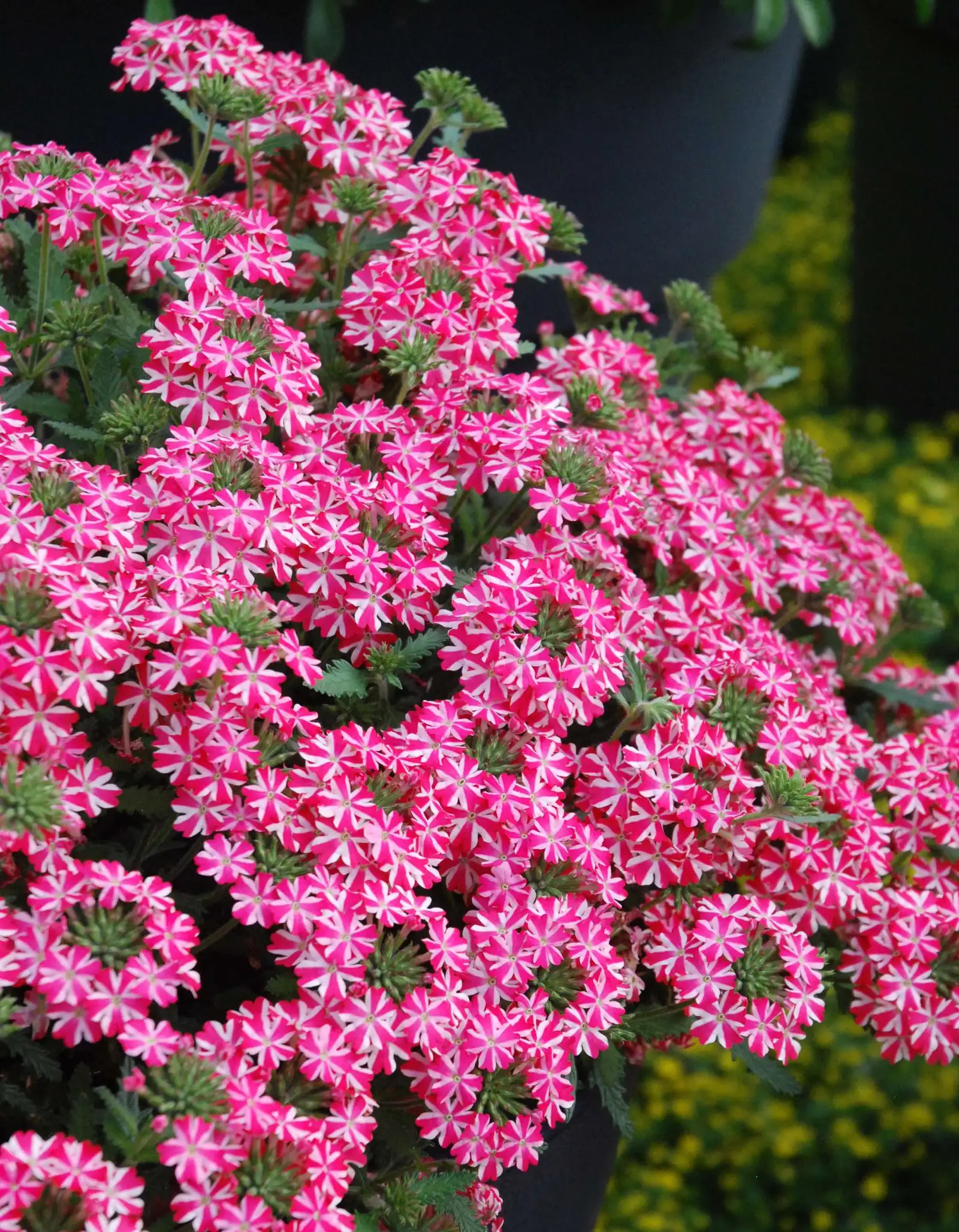 Coral Verbena Flower Verbena Superbena® 'Coral Red' AKIV98 01 Verbena